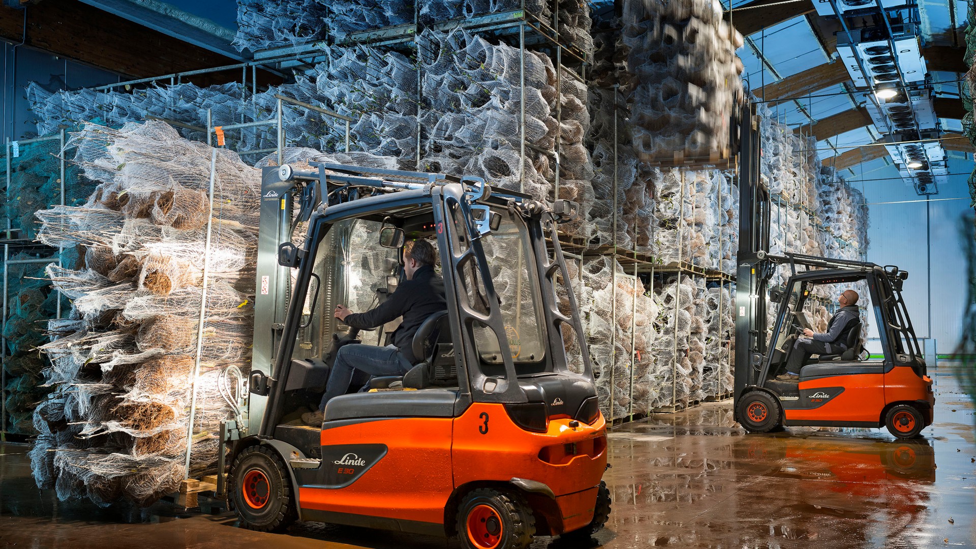 Carolus Trees - Stapler für die Drecksarbeit